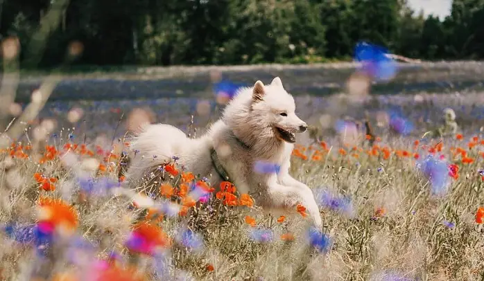 17 Pictures That Prove Samoyeds Are Perfect Weirdos - PetTime