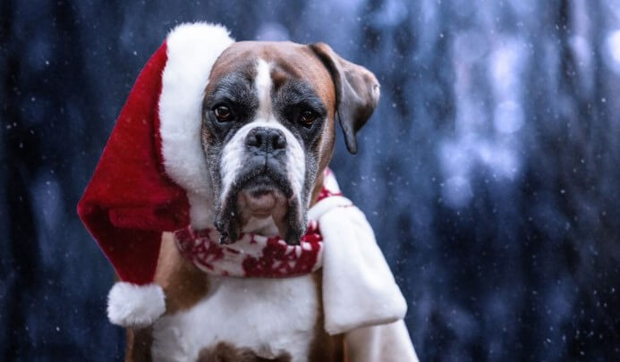 33 Best Boxer Dog Names PetTime 33-best-boxer-dog-names-pettime
